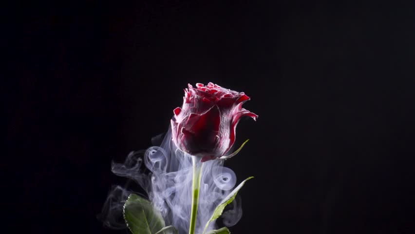 Destroying Dry Ice Frozen Rose : vidéo de stock (100 % libre de droit ...