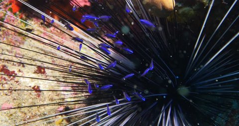 Juvenile Damsel Fish Hiding Needles Sea Stock Footage Video (100% ...