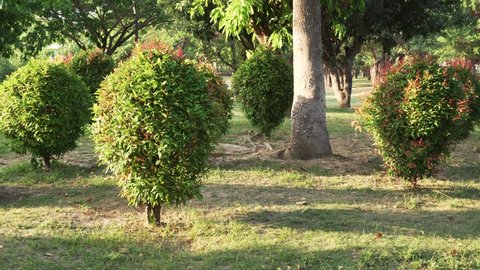 Braided Roots Large Banyan Tree Sukhothai Stock Photo 192986852 ...