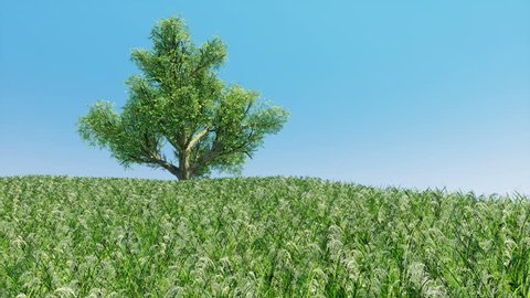 single tree growing time lapse wind Stock Footage Video (100% Royalty ...