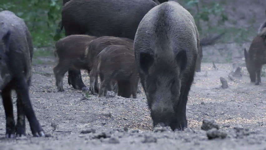 large group wild hogs feeding forest Stock Footage Video (100% Royalty ...
