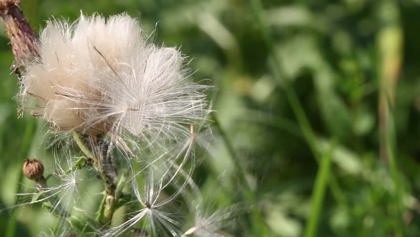 Pollen Blowing with the Wind Stock Footage Video (100% Royalty-free ...
