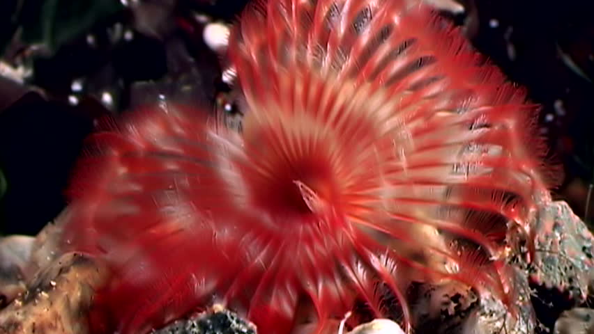 Bright Red Chone Infundibuliformis Macro Stock Footage Video (100% ...