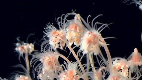 Bell Hydroid Jellyfish Colonies Opens Underwater Stock Footage Video ...