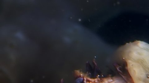 balanus balanomorpha sea acorn marine crustaceans Stock Footage Video ...