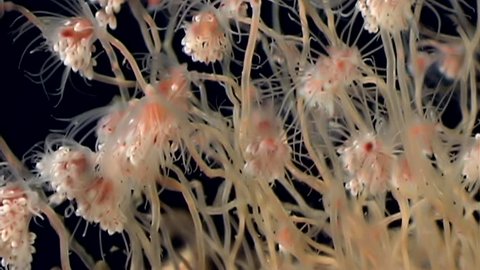 Bell Hydroid Jellyfish Colonies Opens Underwater Stock Footage Video ...