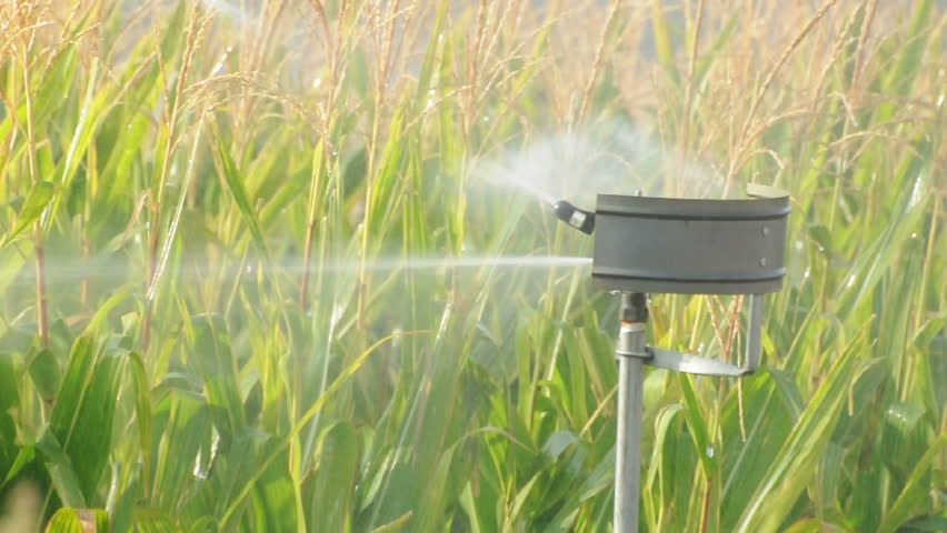 watering corn plantation irrigation close Stock Footage Video (100% ...