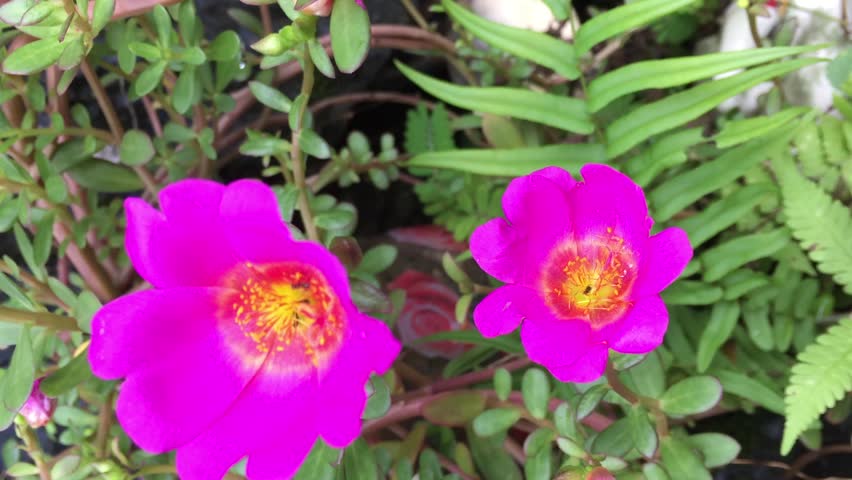 ten o'clock flower Stock Footage Video (100% Royalty-free) 29874241 ...