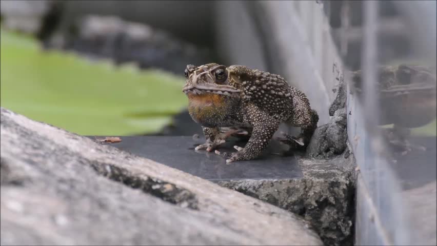 inflatable toad puffing swelling neck near Stock Footage Video (100% ...