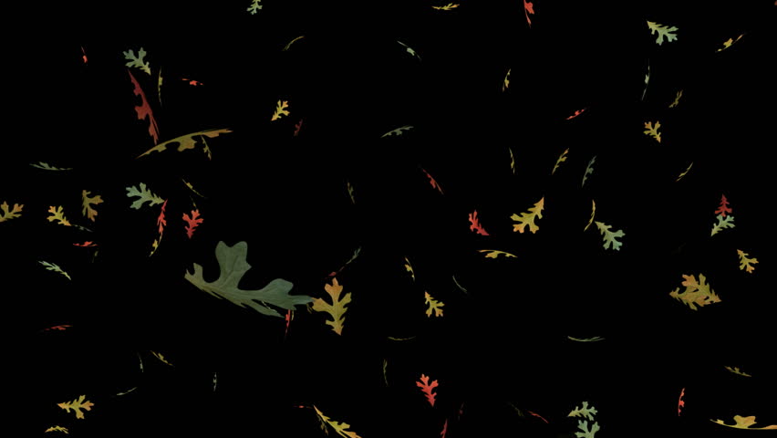 falling oak leaves – seamless loop Stock Footage Video (100% Royalty ...