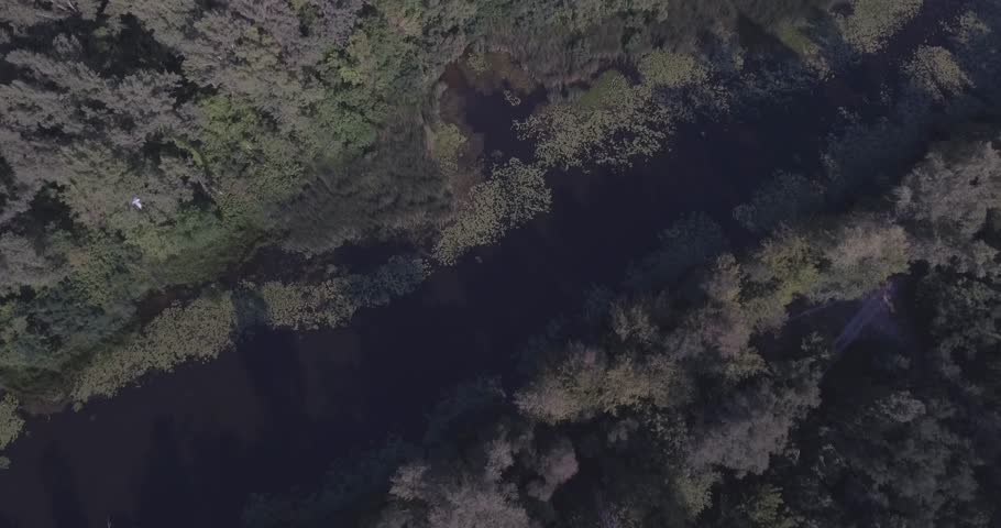 forest landscape bird's eye view aerial Stock Footage Video (100% ...