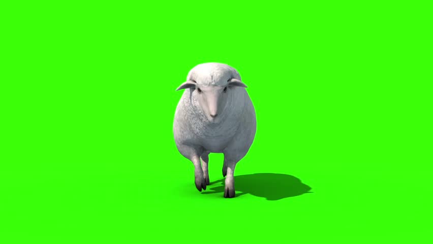 Sheep Walkcycle Front Green Screen Stock Footage Video (100% Royalty ...