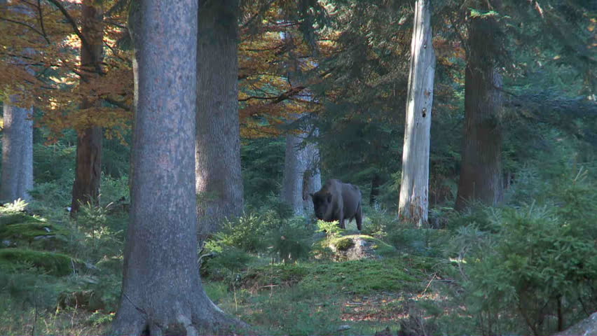 Lowland bison Stock Video Footage - 4K and HD Video Clips | Shutterstock