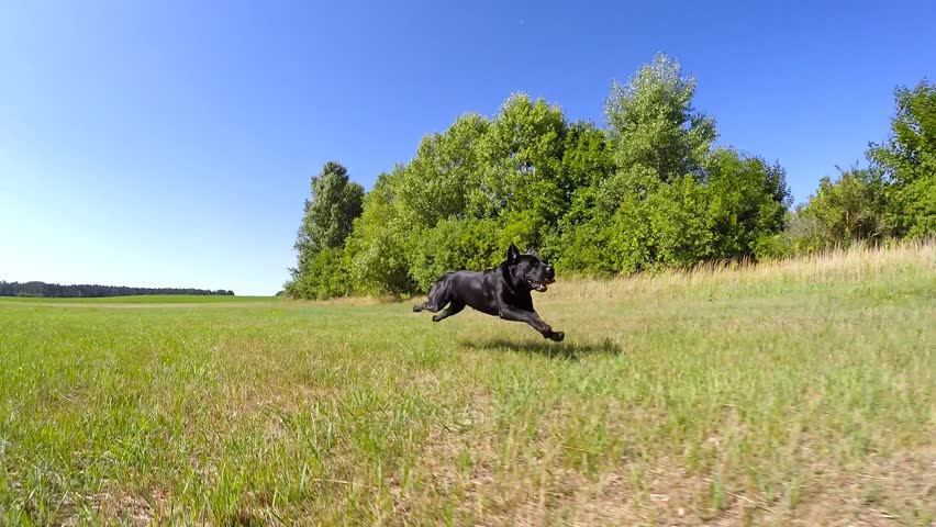 Black Dog Run Fast in Stock Footage Video (100% Royalty-free) 29964703 ...