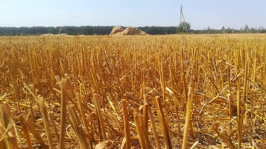 Field Without Crop Yellow Plants Wind Stock Footage Video (100% Royalty ...