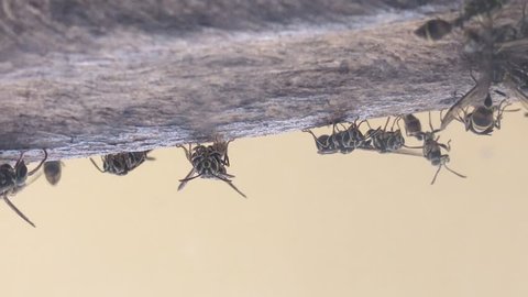 Insects of the philippines Stock Video Footage - 4K and HD Video Clips ...