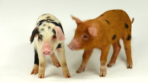 Two Pigs On White Background Sound Stock Footage Video (100% Royalty ...