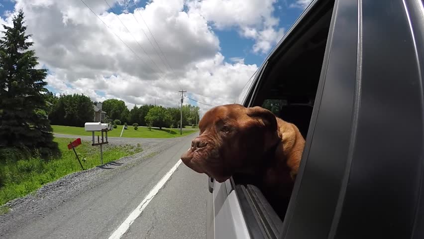 dog wind his face hilarious car Stock Footage Video (100% Royalty-free ...