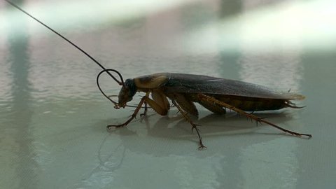 Cockroaches Look Camera On Green Background Stock Footage Video (100% ...