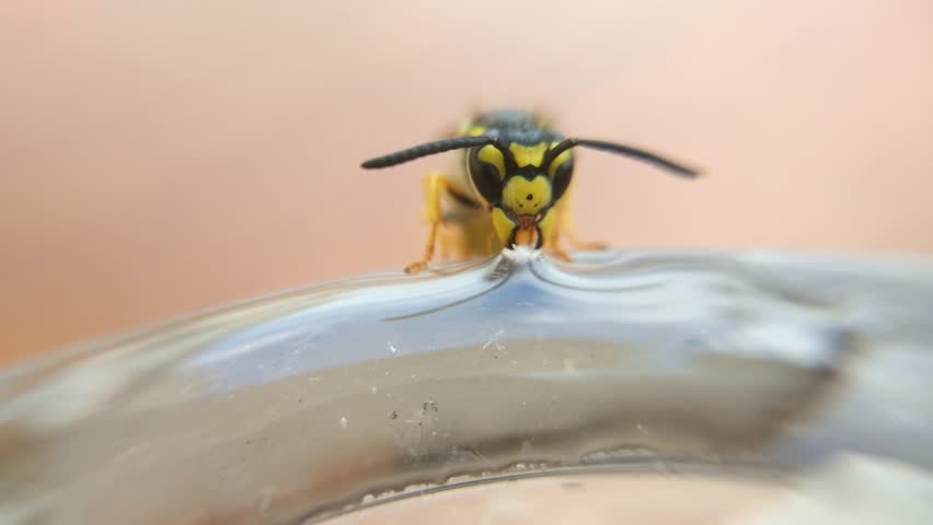 wasp drinking water front view Stock Footage Video (100% Royalty-free ...