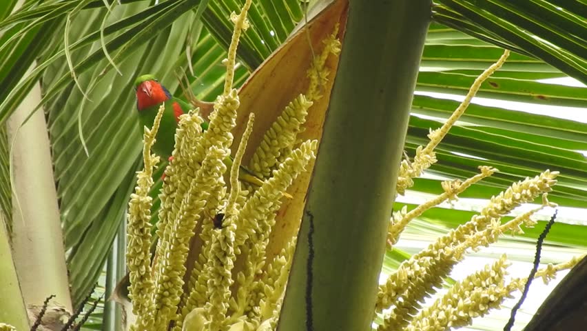 pollination coconut flower happening thanks these Stock Footage Video ...