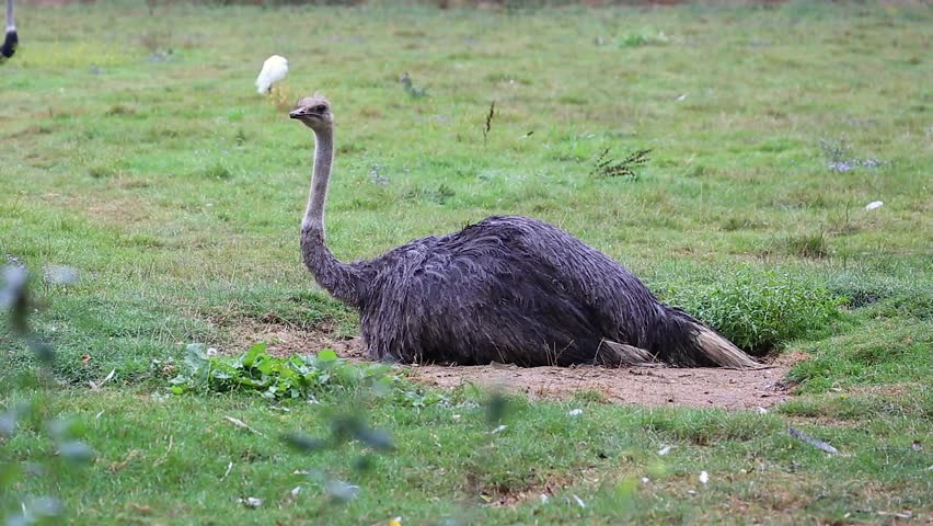 Female Ostrich (common Ostrich) Sitting Stock Footage Video (100% ...