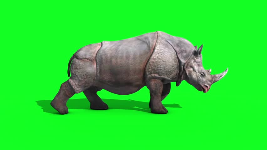 Rhino Polygon Stock Video Footage 4k And Hd Video Clips Shutterstock