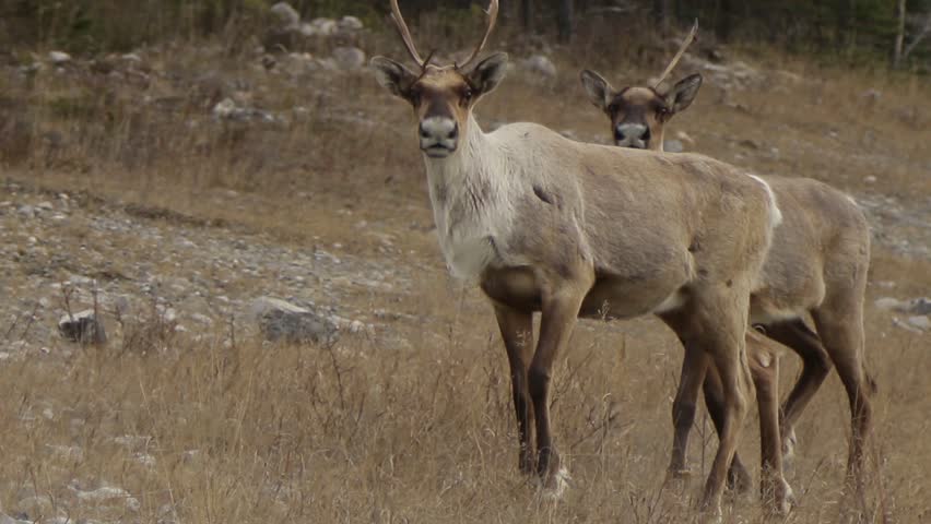 Male Caribou Looking Towards Camera Stock Footage Video (100% Royalty ...
