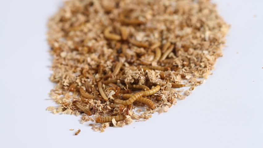 meal worms wheat bran Stock Footage Video (100% Royalty-free) 3018202 ...