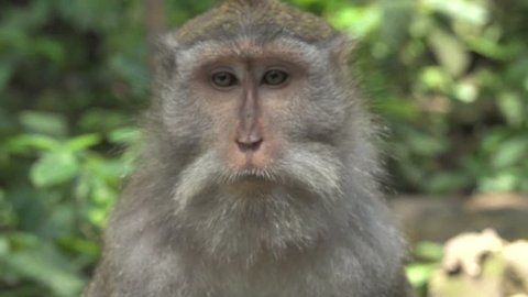 Questioning Monkey Monkey Forest Ubud Indonesia Stock Photo 1079268704 ...