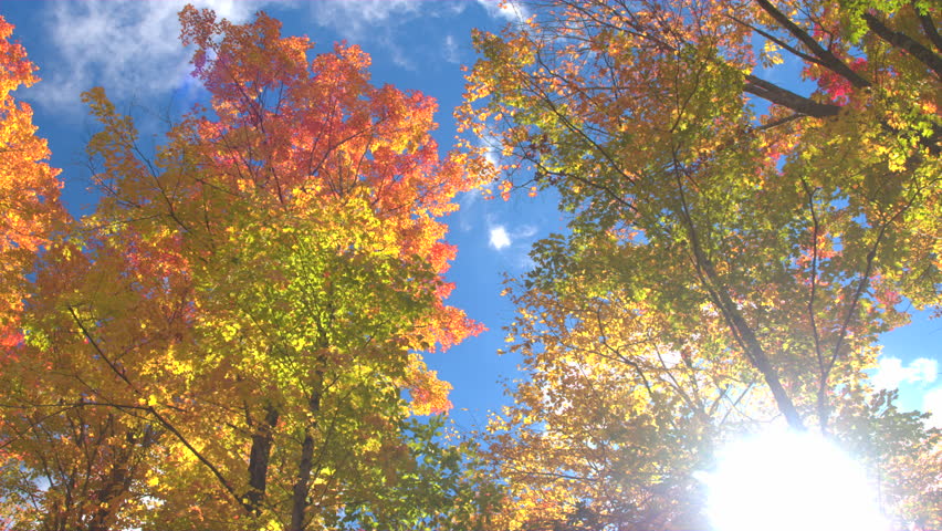 Warm Autumn Colors with sky and treetops image - Free stock photo ...