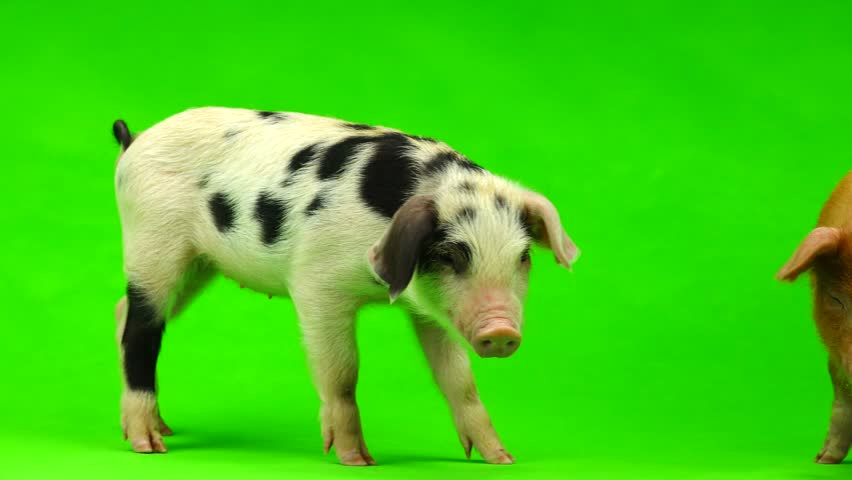 pig isolated on green screen background Stock Footage Video (100% ...