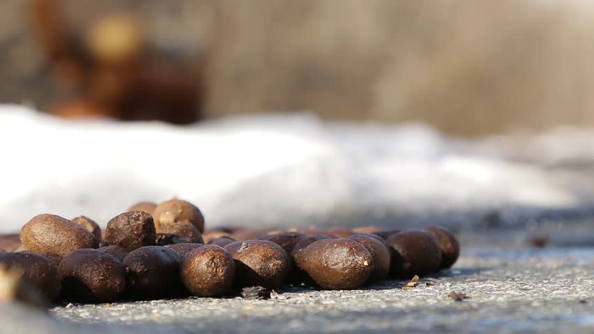 close moose poop Stock Footage Video (100% Royalty-free) 30221272 ...