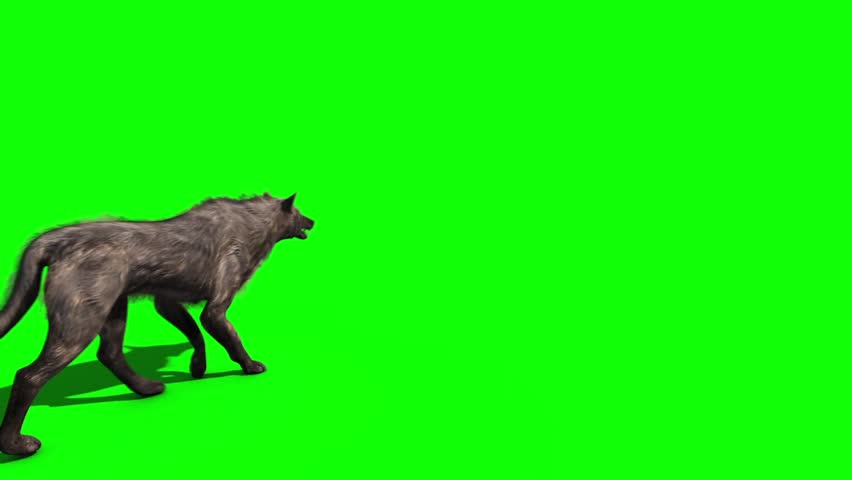 wolf walks green screen back 3d Stock Footage Video (100% Royalty-free ...