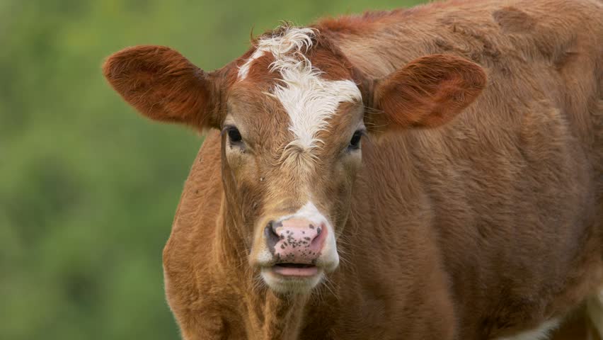 Cow Rumen Stock Video Footage - 4K and HD Video Clips | Shutterstock