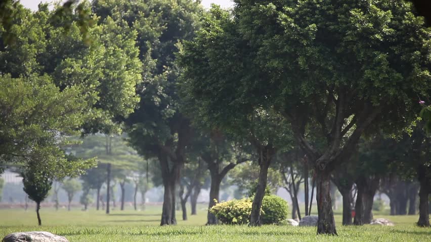 Trees in the Park .its Stock Footage Video (100% Royalty-free) 3030670 ...