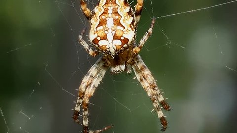 Huge Malaysian Earth Tiger Tarantula Retreats Stock Footage Video (100% ...