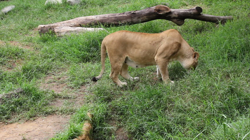 wild female lion hunting Stock Footage Video (100% Royalty-free ...
