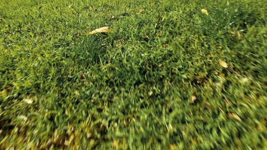 low angle shot following green grass Stock Footage Video (100% Royalty ...