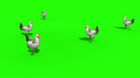 Chicken green screen: วิดีโอสต็อก - คลิปวิดีโอ 4K และ HD | Shutterstock