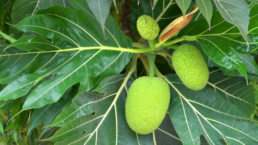 breadfruit tree growing ripe fetus closeup Stock Footage Video (100% ...