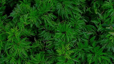 loop-able animation falling marijuana leaves Stock Footage Video (100% ...