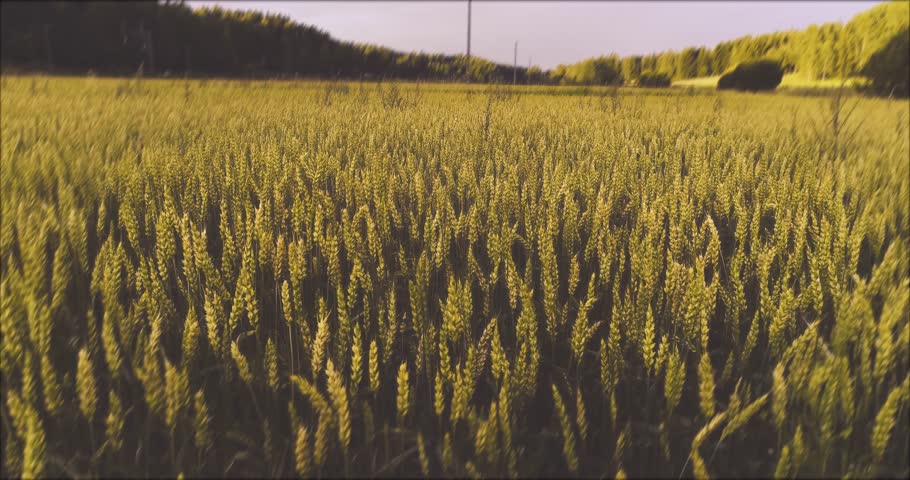 Close up Farm Field of Stock Footage Video (100% Royalty-free) 30374587 ...