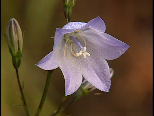 blue bell wildflower 1 Stock Footage Video (100% Royalty-free) 30386 ...