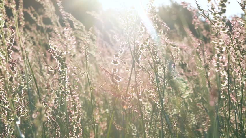 flower field blowing wind sunset Stock Footage Video (100% Royalty-free ...