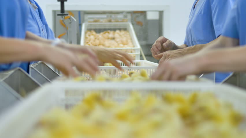 Poultry Hatchery Stock Video Footage - 4K and HD Video Clips | Shutterstock