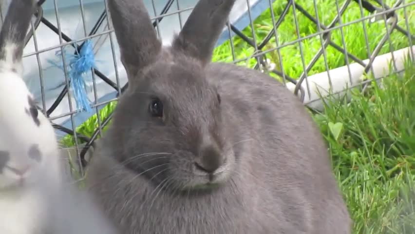 gray bunny rabbit sniffing licking itself Stock Footage Video (100% ...
