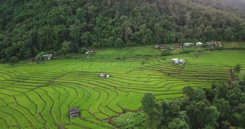 Top View Rice Paddy Fields Northern Stock Footage Video (100% Royalty ...