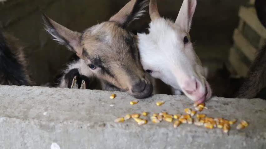 goats eat corn barn Stock Footage Video (100% Royalty-free) 30446719 ...