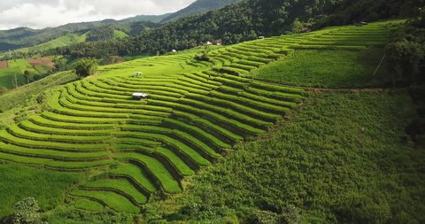 Top View Rice Paddy Fields Northern Stock Footage Video (100% Royalty ...